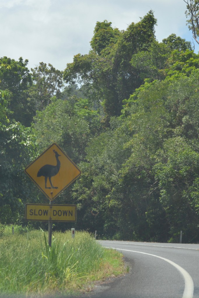 Cassowary hunting @ Mission Beach – Scientific Pirate Travels…